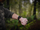 New Garmin Integration Rolling Out to Select Smartwatch Users | GPS ...